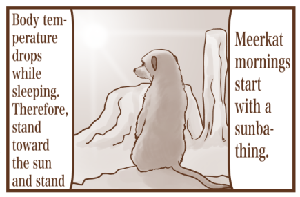 #9 Meerkat